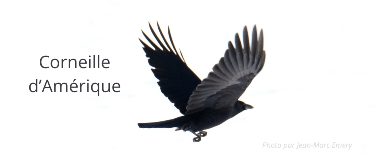 Versant : 94 espèces | Club des ornithologues de l'Outaouais (COO)