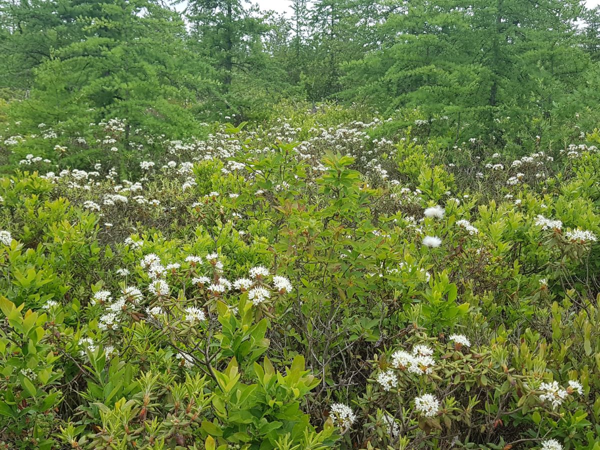 Visite de la Réserve écologique des Tourbières-de-Lanoraie Association ...