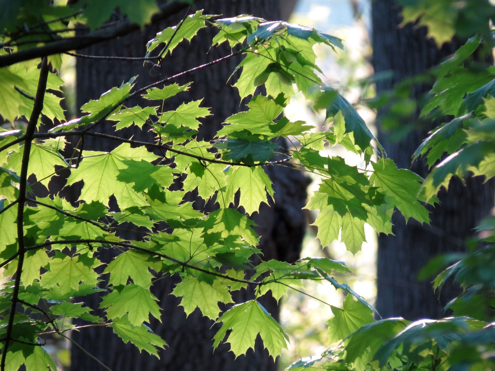 Formation sur l’identification des arbres et arbustes du Québec ...