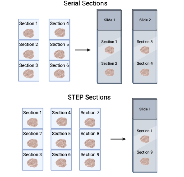 Histology Innovation Platform | Goodman cancer Institute