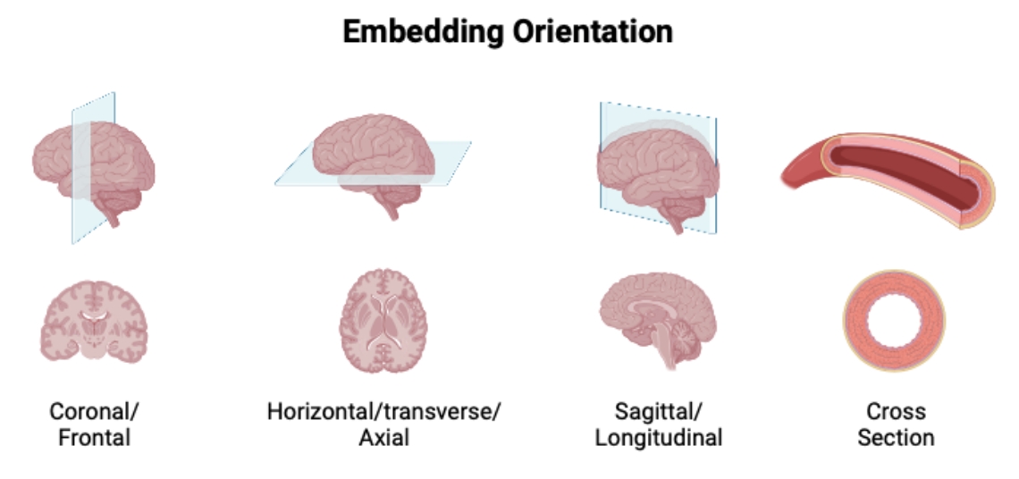 Histology Innovation Platform | Goodman cancer Institute