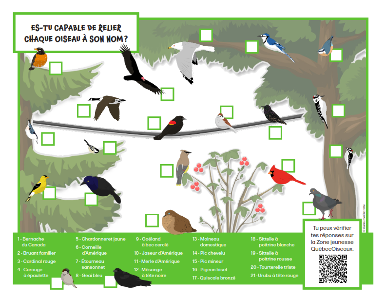 Jeu d'identification des oiseaux
