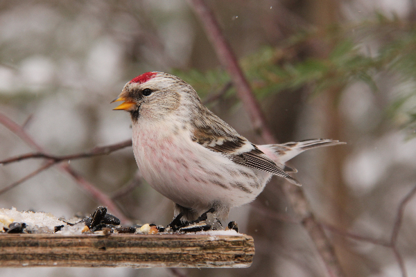 Changements taxonomiques