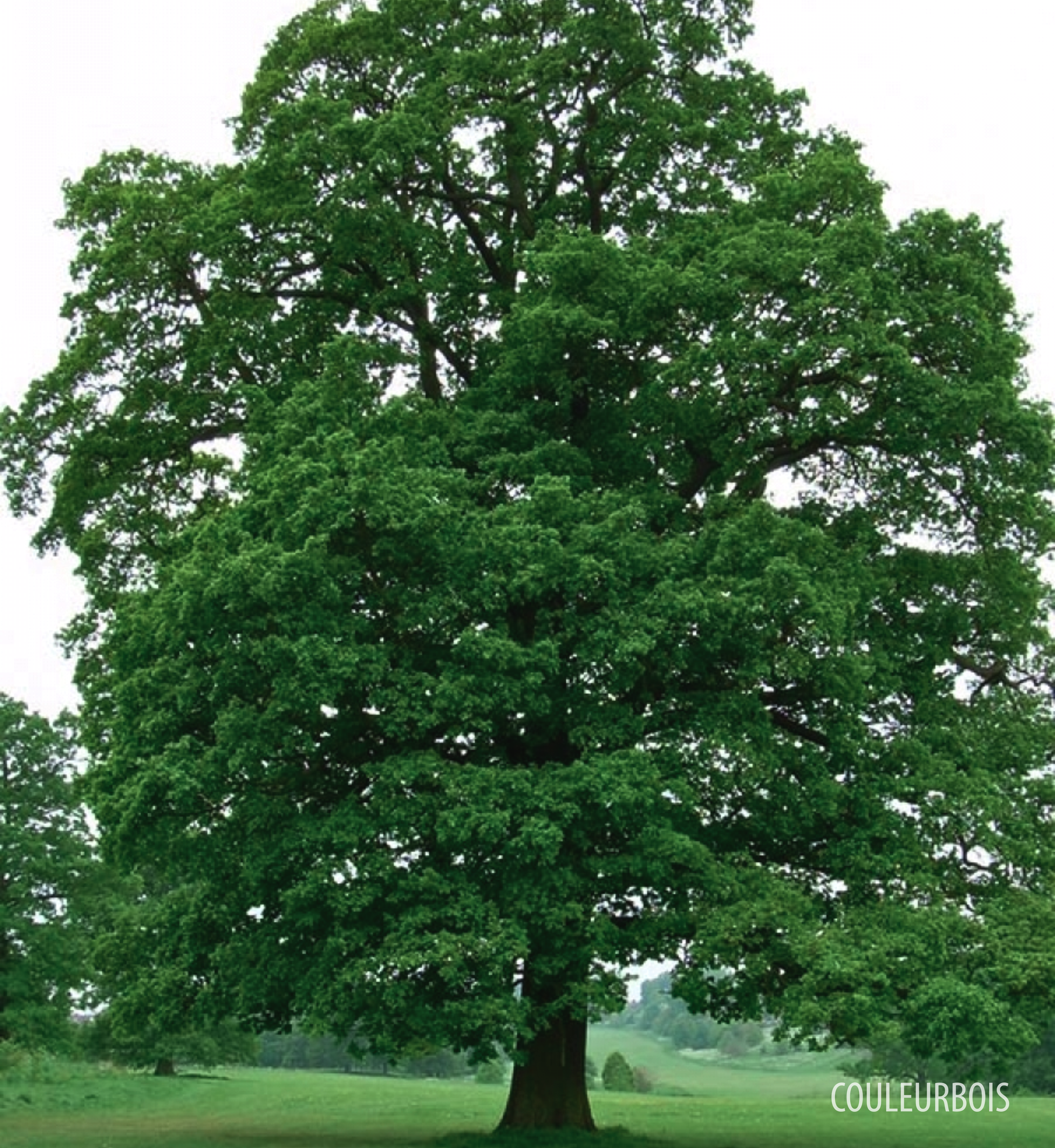 Chêne pédonculé | Association forestière du sud du Québec