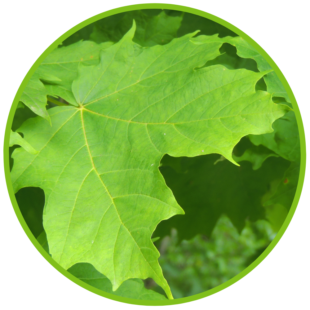 Découvrir les espèces | Association forestière du sud du Québec